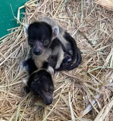 Ninu zoo Amẹrika, tọkọtaya kan ti a pemurs ti o dara ni a bi: fọto kan