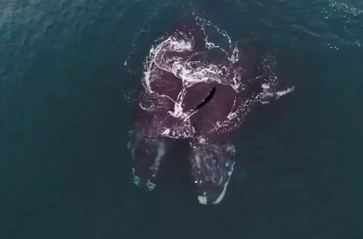 Hugging whales: rare video