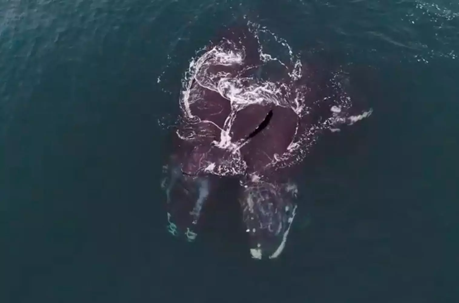 Whale.jpg.