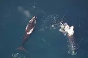 Balena të lëmuara