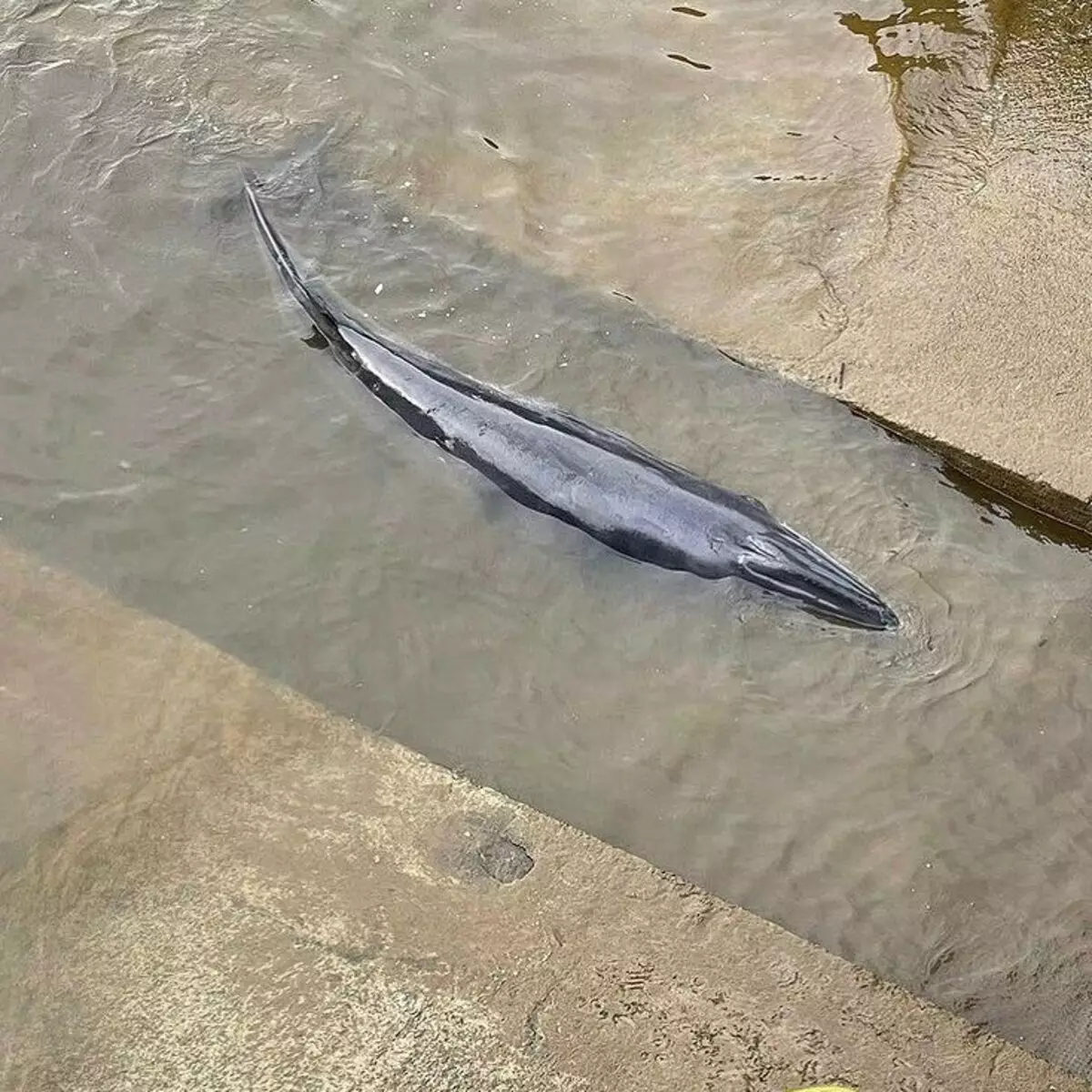 Jong walvis wat geswem in Thames moes slaap te sit