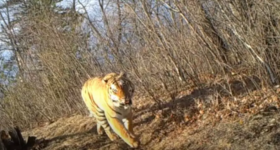 Tiger na Deer Rolls hit video katika primorye.