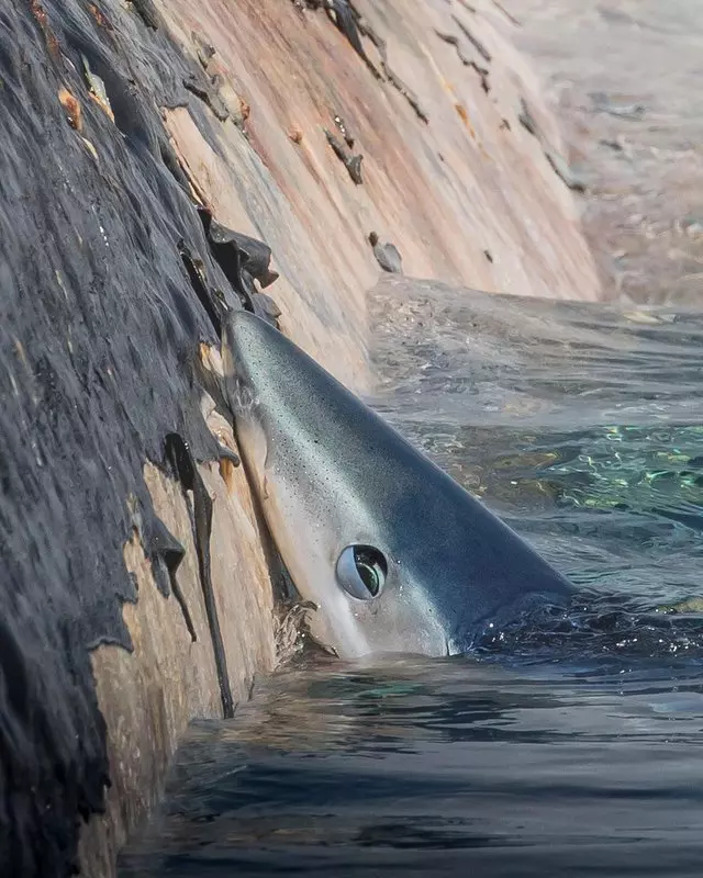 Los tiburones están derramando en el automóvil de los muertos FINVAL: VIDEO