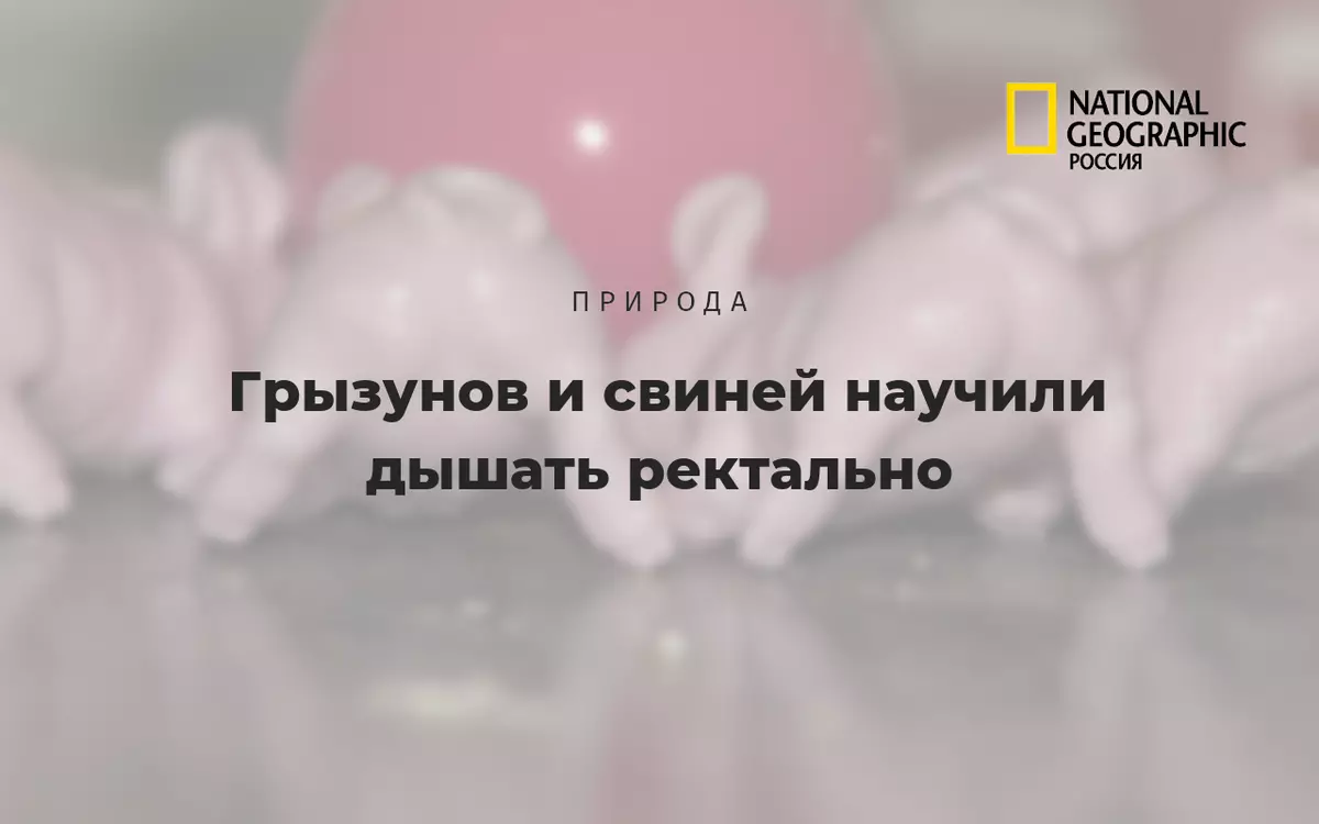 Глодавци и свиње су учили да дишу рекретно