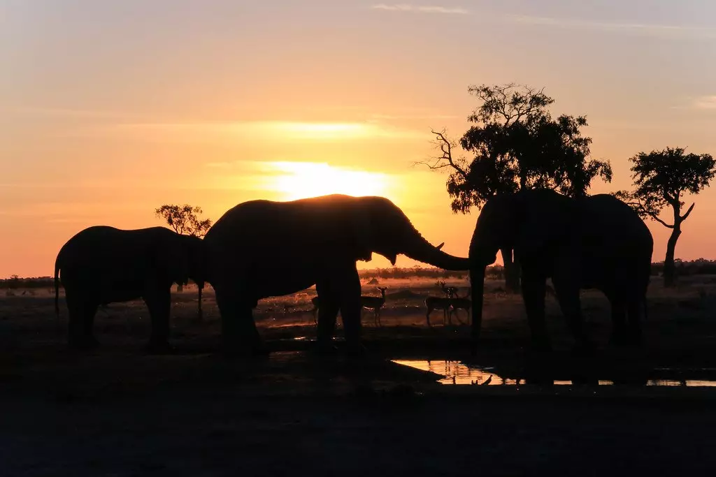 Elephants die massively in Botswana again