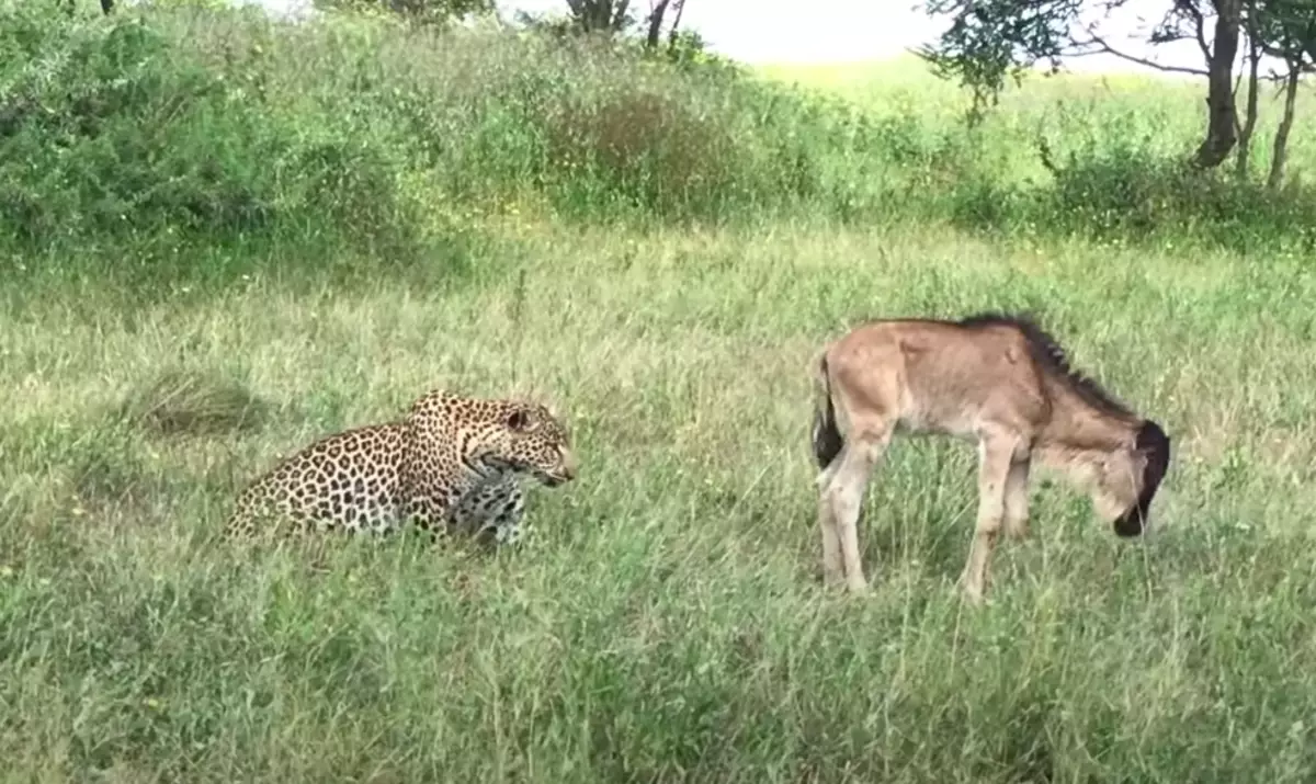 Bhí an Leopard in aice leis an antalóp agus chuir sé moill ar ionsaí: físeán