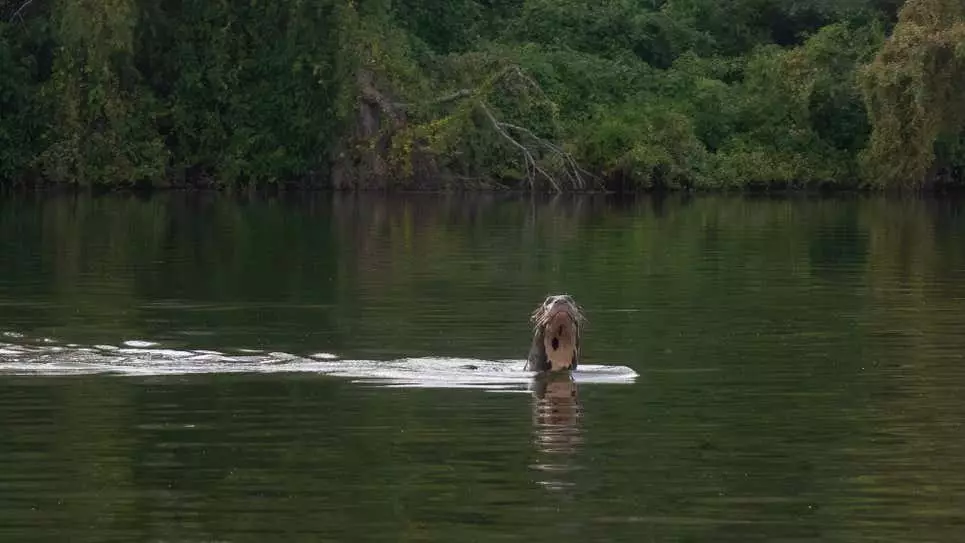 Sa Argentina, sa unang pagkakataon sa maraming taon, napansin nila ang isang napakalaki na otter. Siya ay itinuturing na wala sa lugar na ito