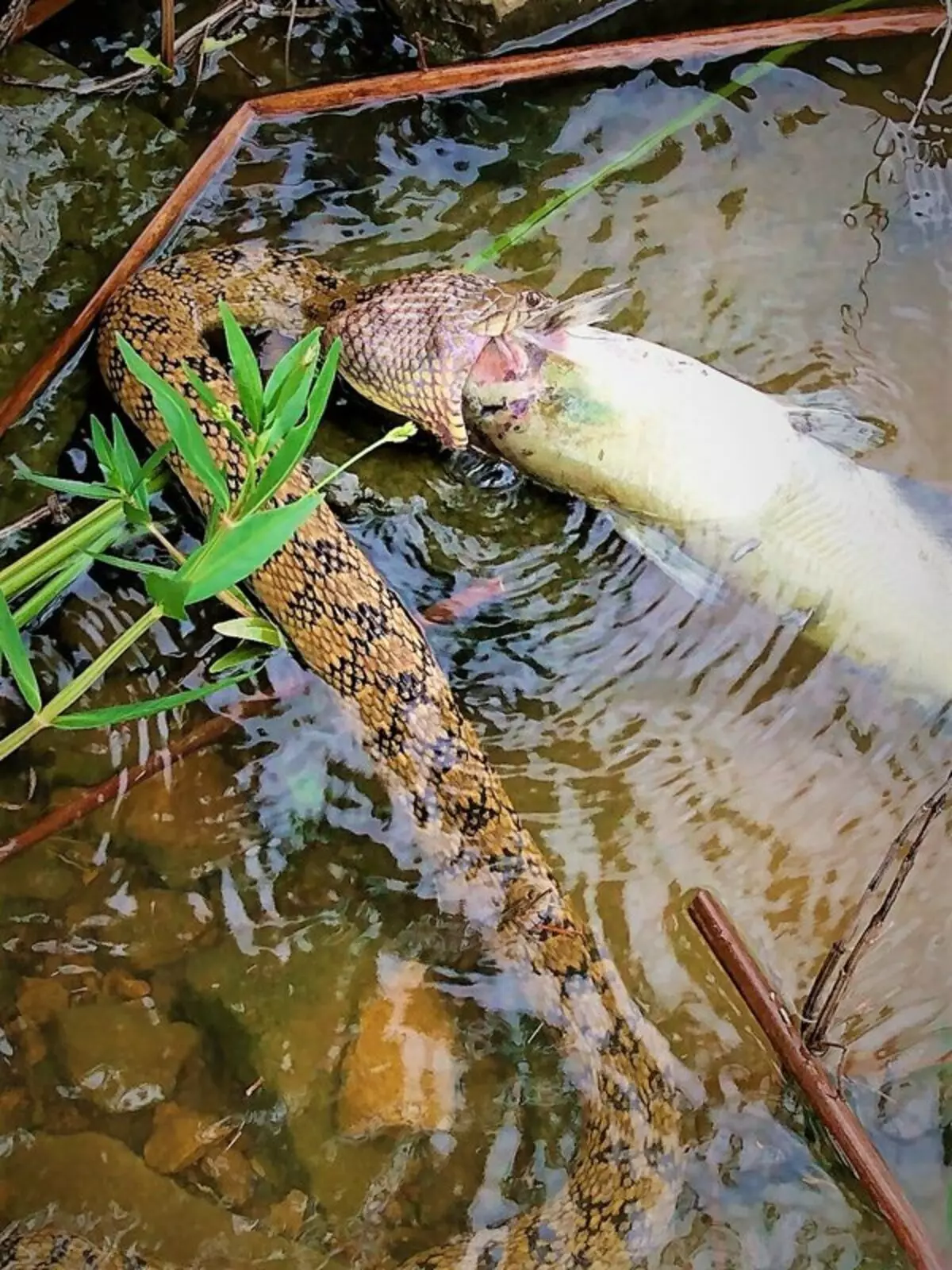 Snake tal-ilma li qed tipprova tiekol ħut: ritratt