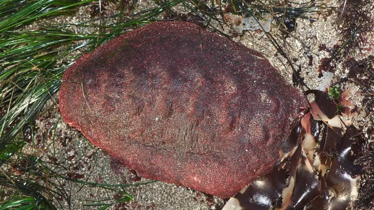 D'Geheimnis vun den Zänn vun "wandert Fleesch" Mollusks