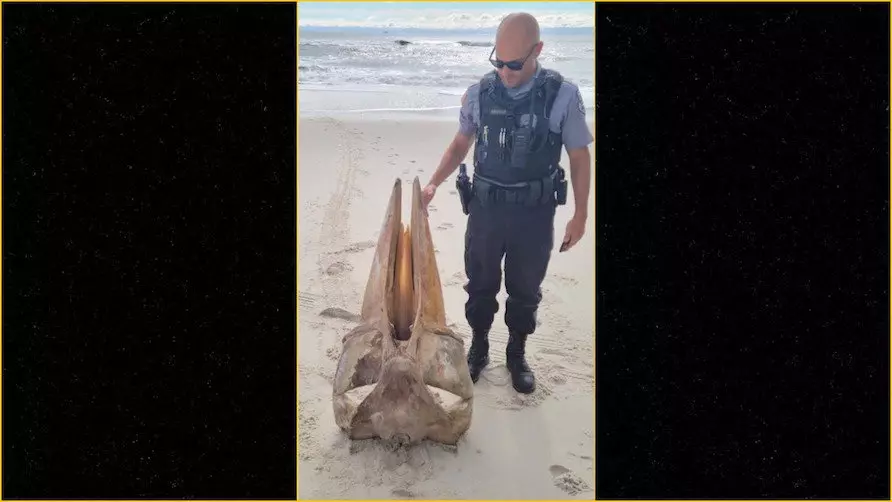 Que el seu crani gegantí rentats a la platja a Nova Jersey?