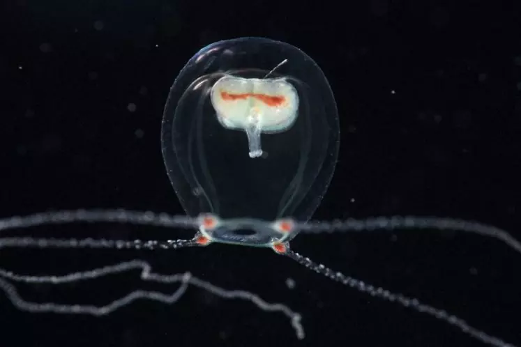 In Japan, discovered a new type of jellyfish