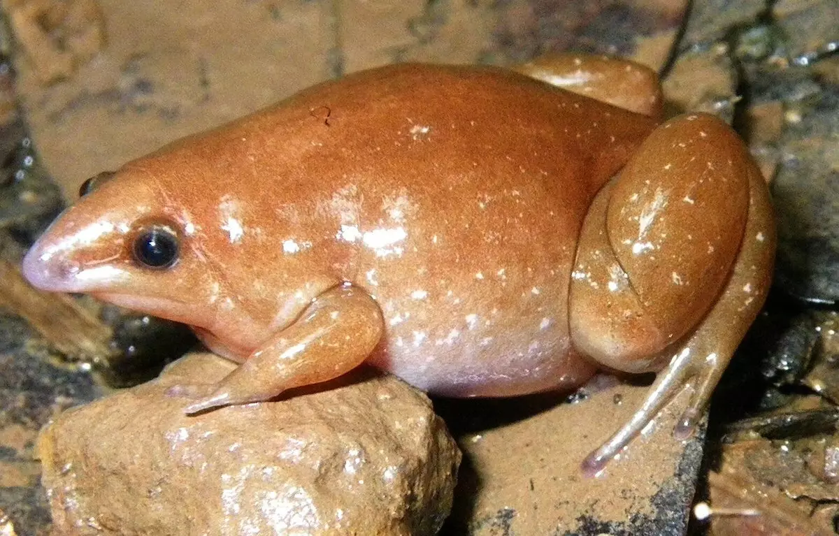 Why scientists called a harmless zombie frog