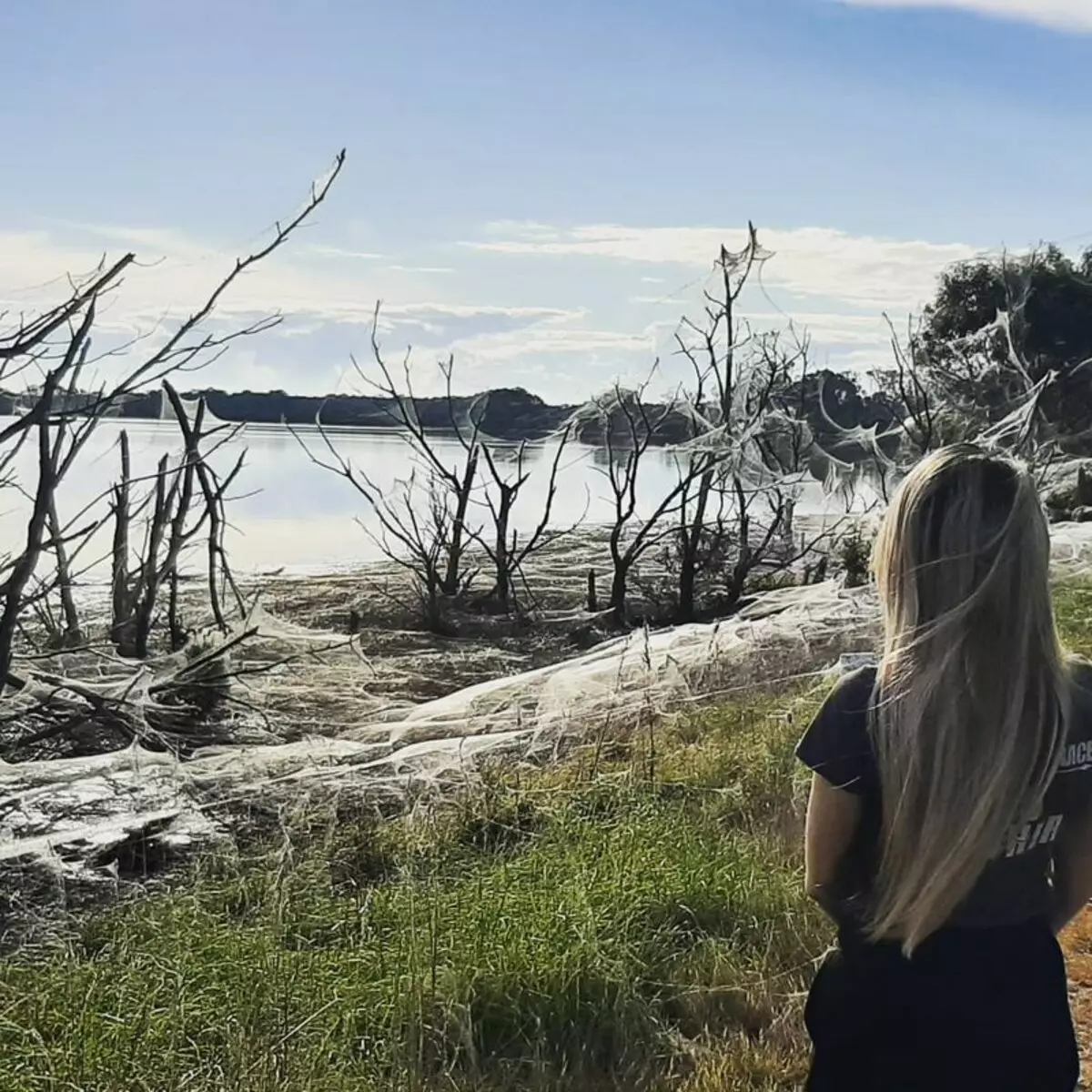 Spidiens kuluka ku Australia: Chithunzi ndi kanema