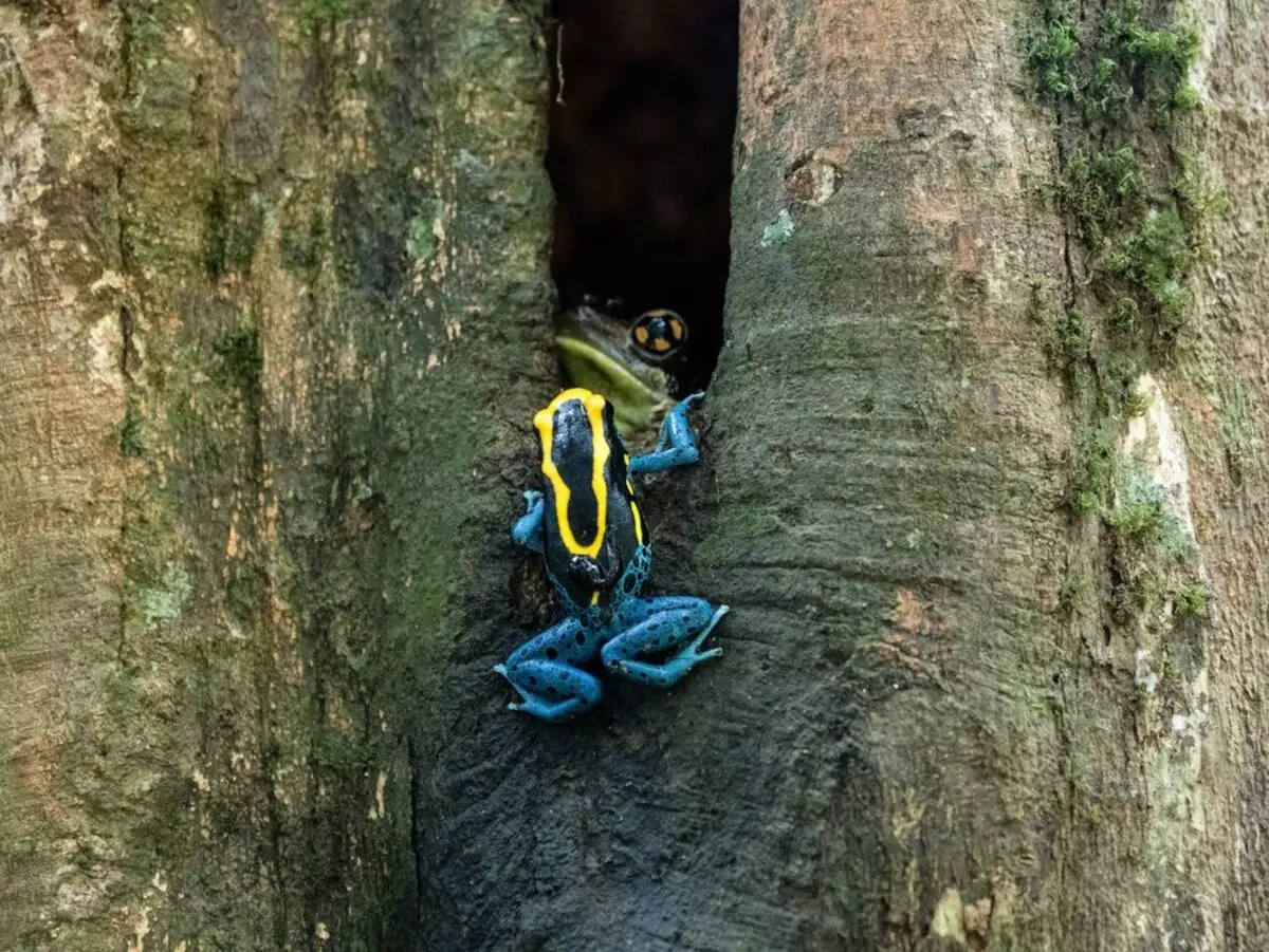 Les grenouilles toxiques pompes mettent des biologistes dans une impasse