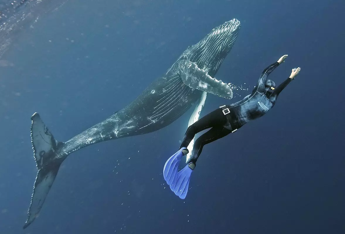 Humpback whale kan 'n persoon nie sluk, en dit is hoekom