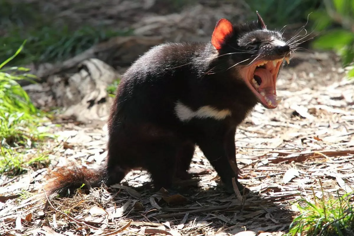 Tasmanian Devils rhuav tshem cov pej xeem Penguin rau hauv Australian kob