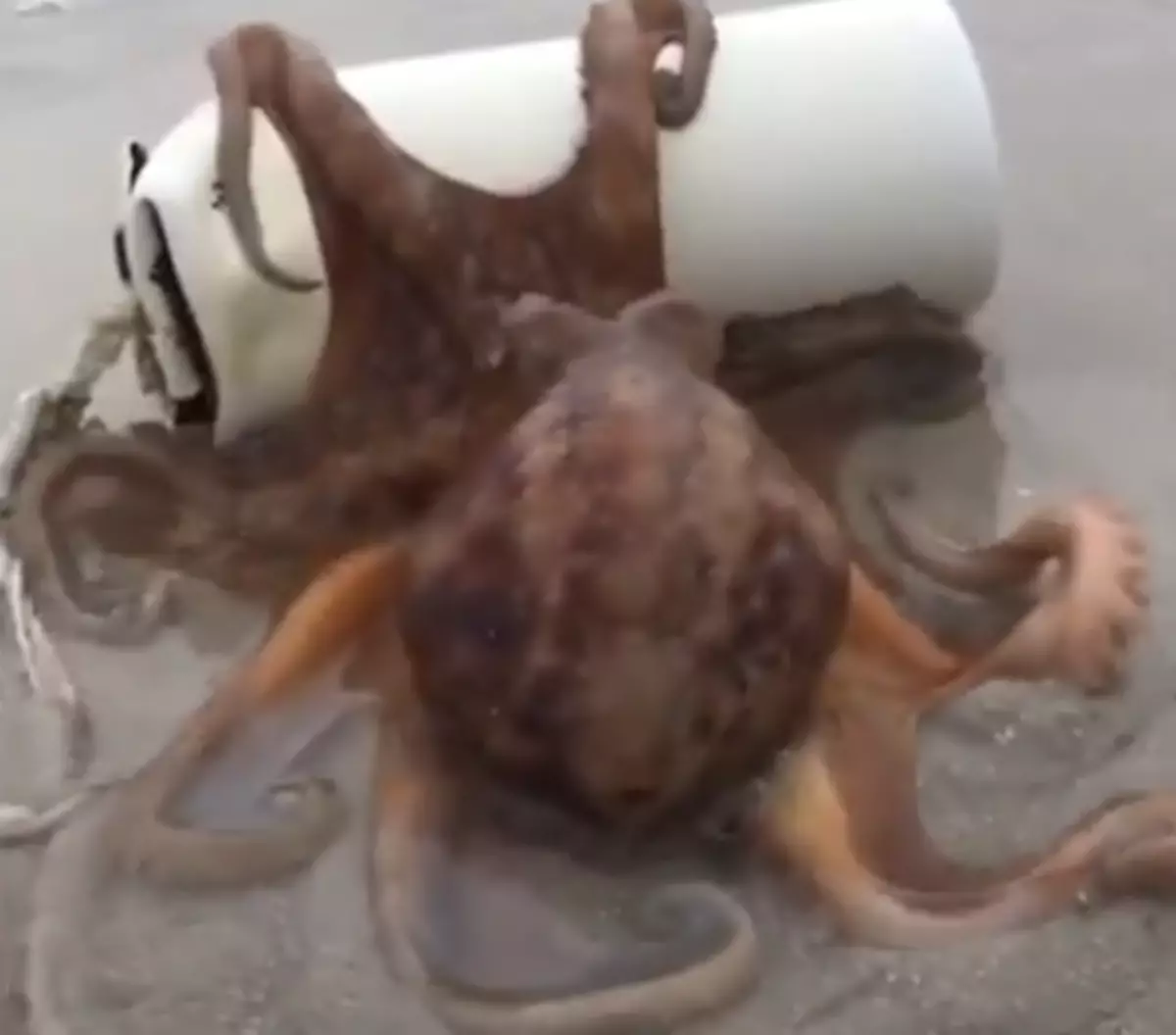 Octopus stoot 'n plastiese pyp in die see aan die nageslag te red: video