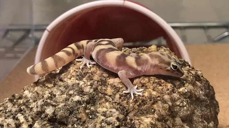 Kann Gecko erfollegräich Juegd ouni Schwanz?