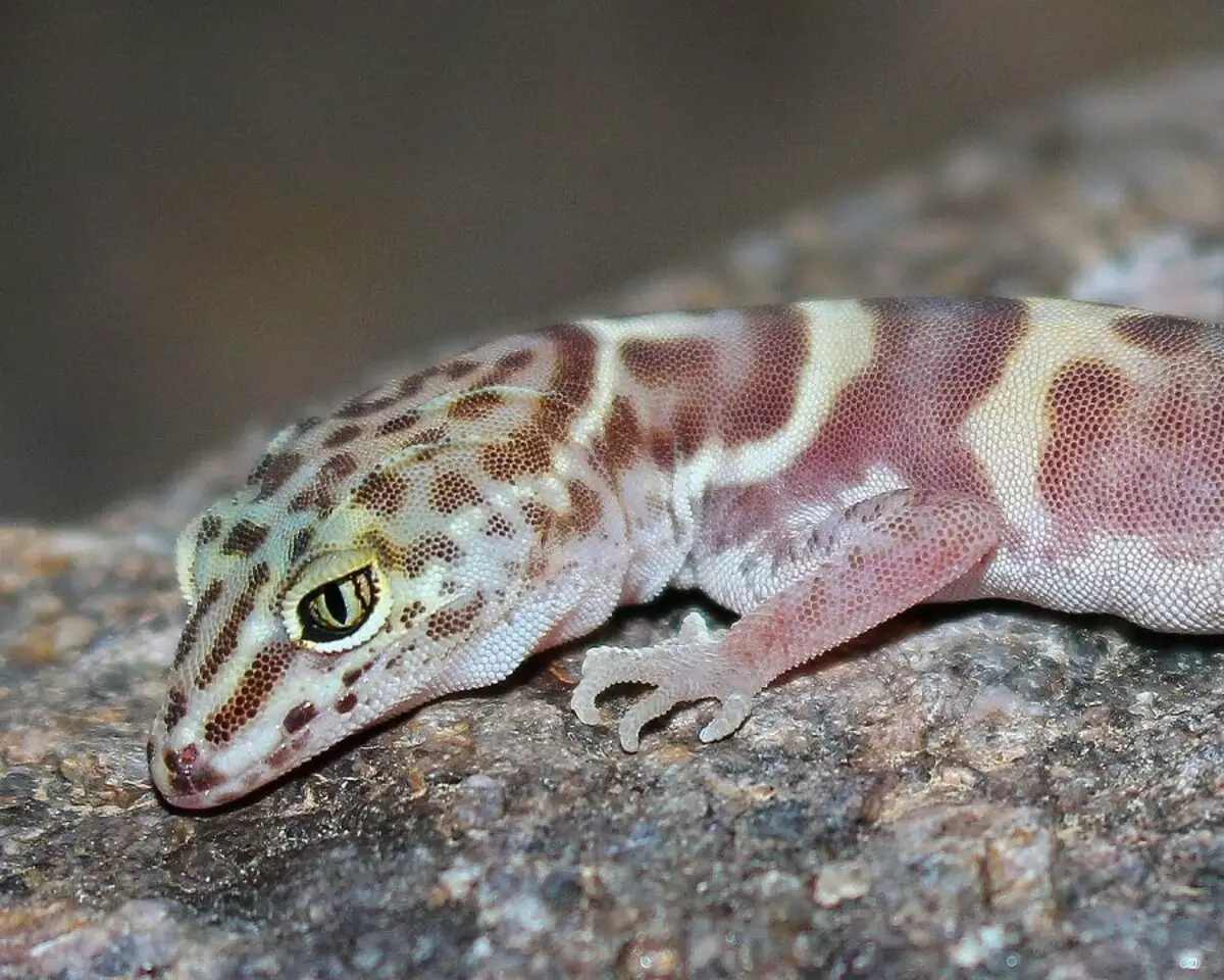 1280px-Banded_Gecko_1_810_ (1_of_1) .jppsp