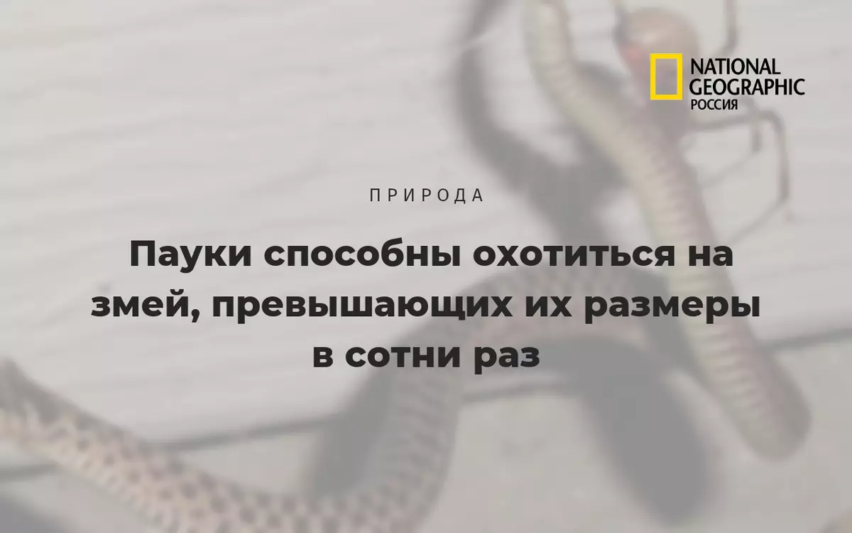 Аалзууд хэдэн зуун удаа могойноос давсан могойг агнах чадвартай байдаг