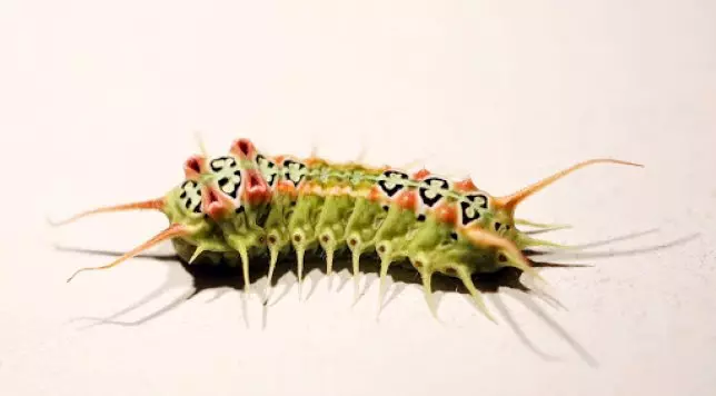 Caterpillars av den australiensiska mothen producerar gift med 151 toxin