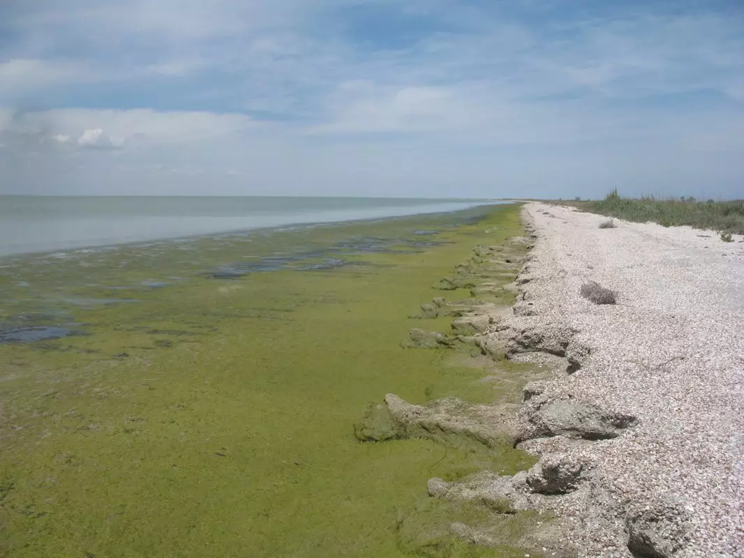 Sivash Bay har blivit mer saltlösning och fylld med mikroalger