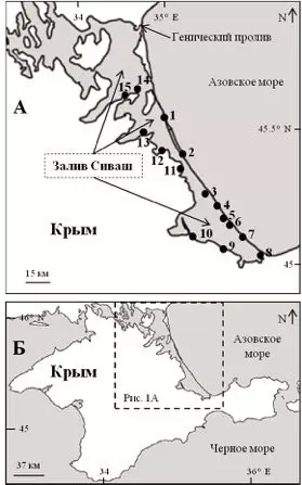 Сив2.јпег.