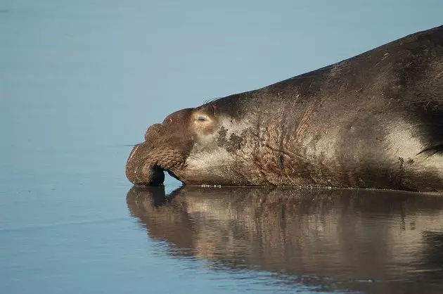 1083px-an_elephant_seal_from_noaa.jpg