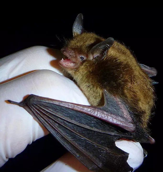 681px-saeutik_brown_myotis_ (ceuli) .jpg