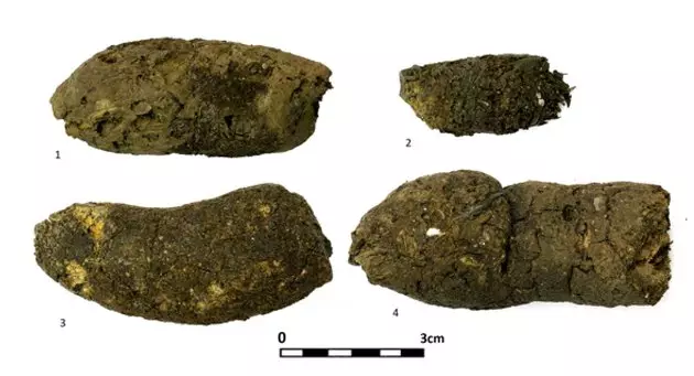 Figure 1. Photo of coprolytes.tiff