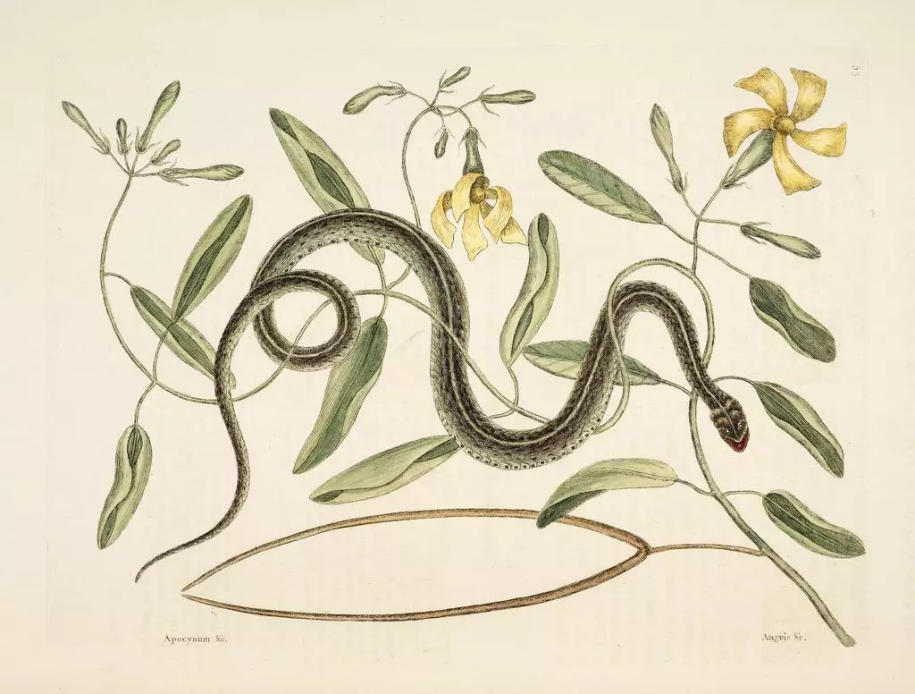 Saving Naluri: Orang yang tidak sedar membezakan ular beracun