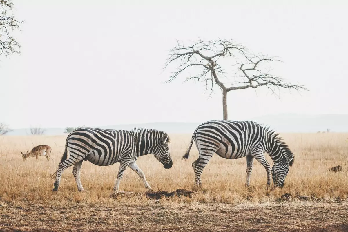 Afrika'da yürüyüş: Esvatini Krallığı