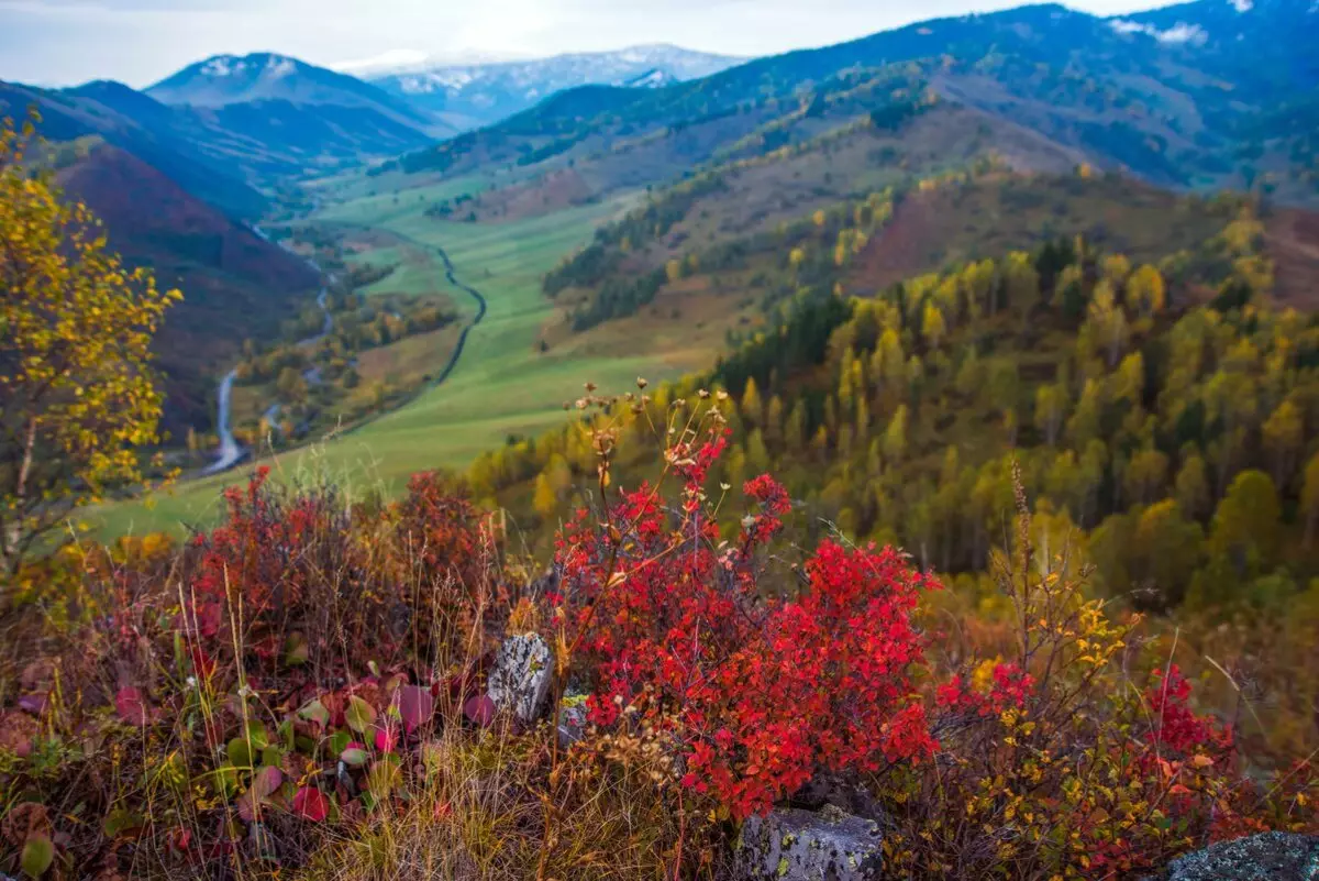 Siberian Sakura, Dumpling Festival and other reasons to visit Altai