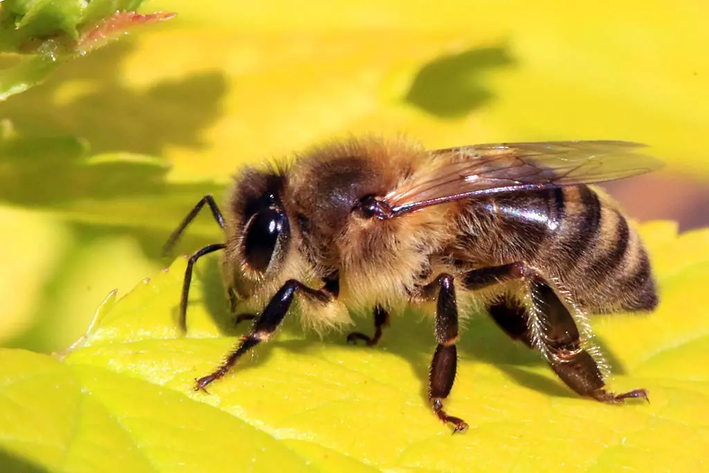 El veneno de las abejas de miel resultó ser el agente más poderoso contra el cáncer de mama